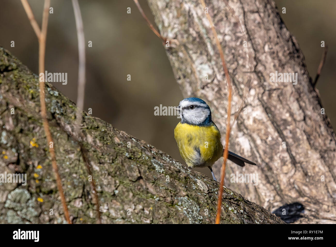 Ditchling common hi-res stock photography and images - Alamy