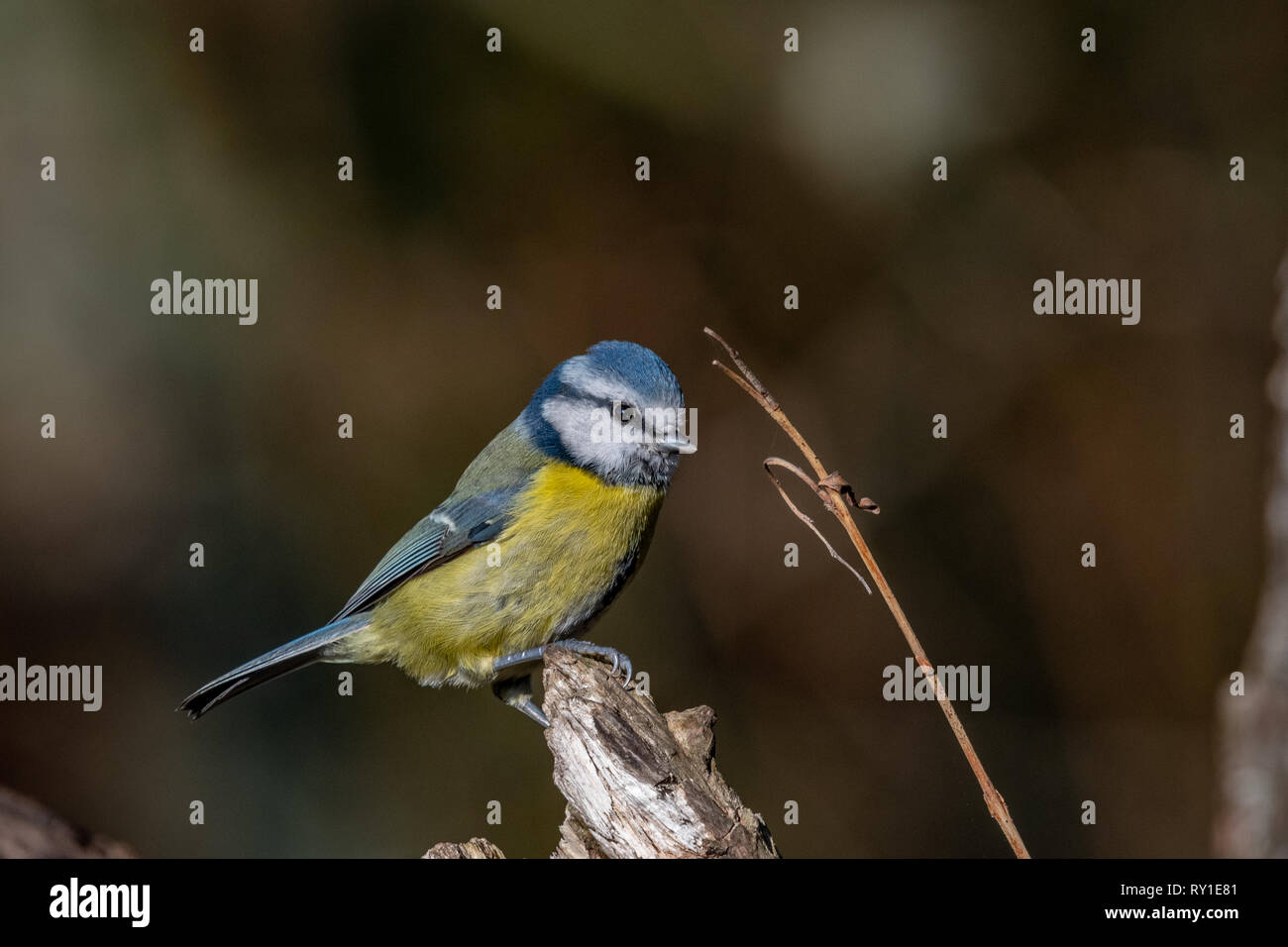 Ditchling common hi-res stock photography and images - Alamy