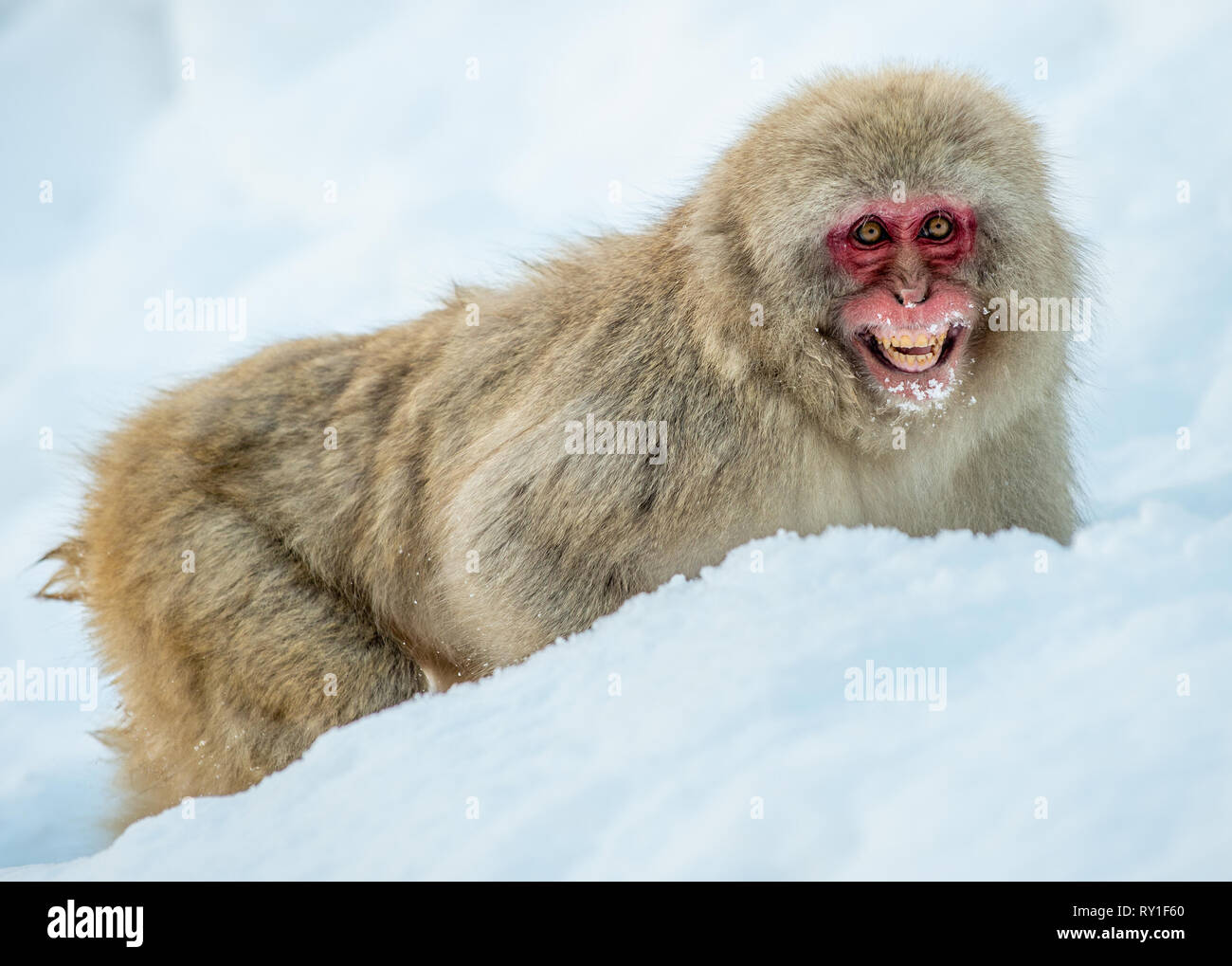 Japanese Macaque