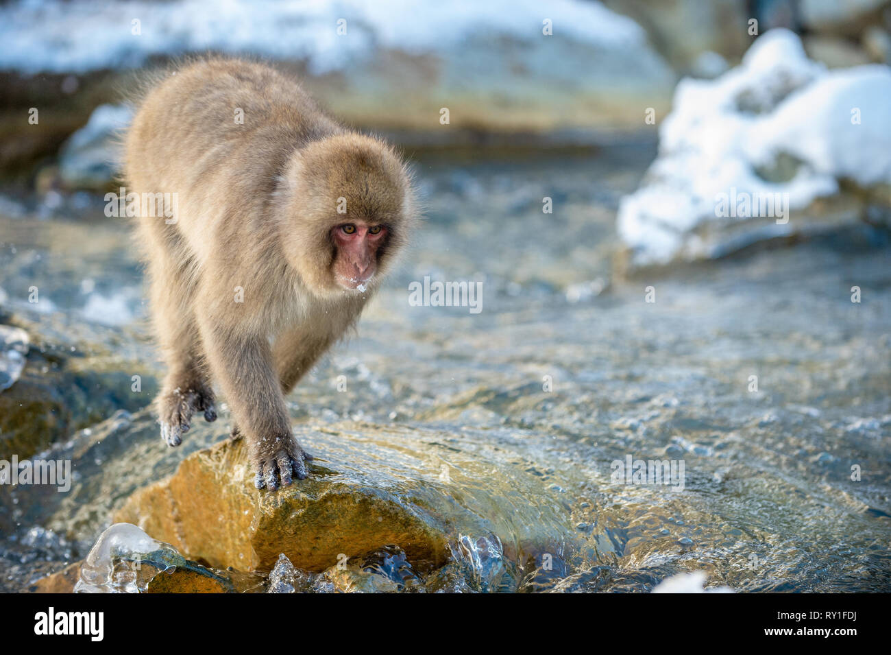 Japanese macaque jumping. The Japanese macaque, Scientific name: Macaca ...