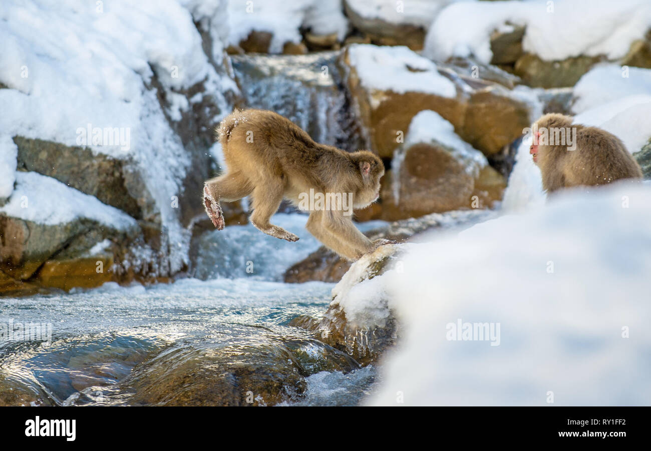 Japanese macaque jumping. The Japanese macaque, Scientific name: Macaca ...