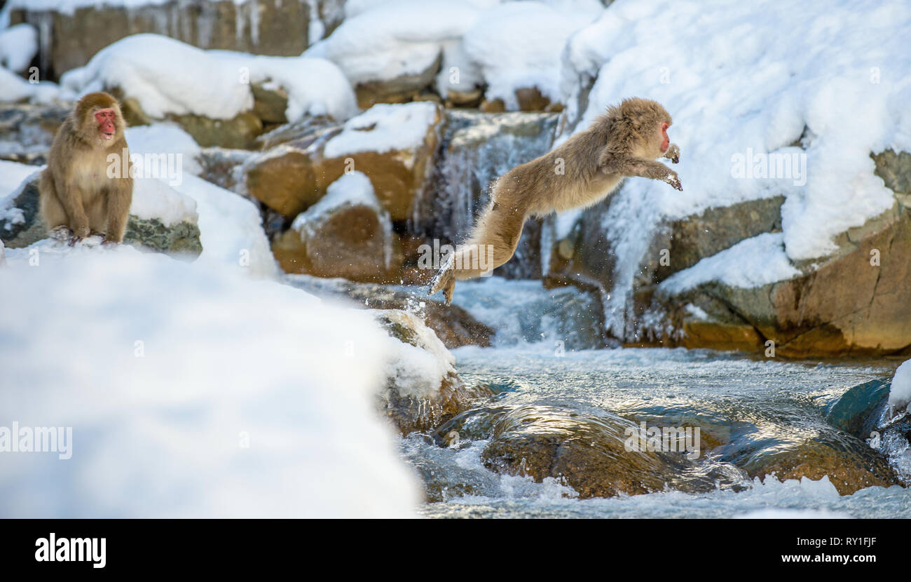 Japanese macaque jumping. The Japanese macaque, Scientific name: Macaca ...