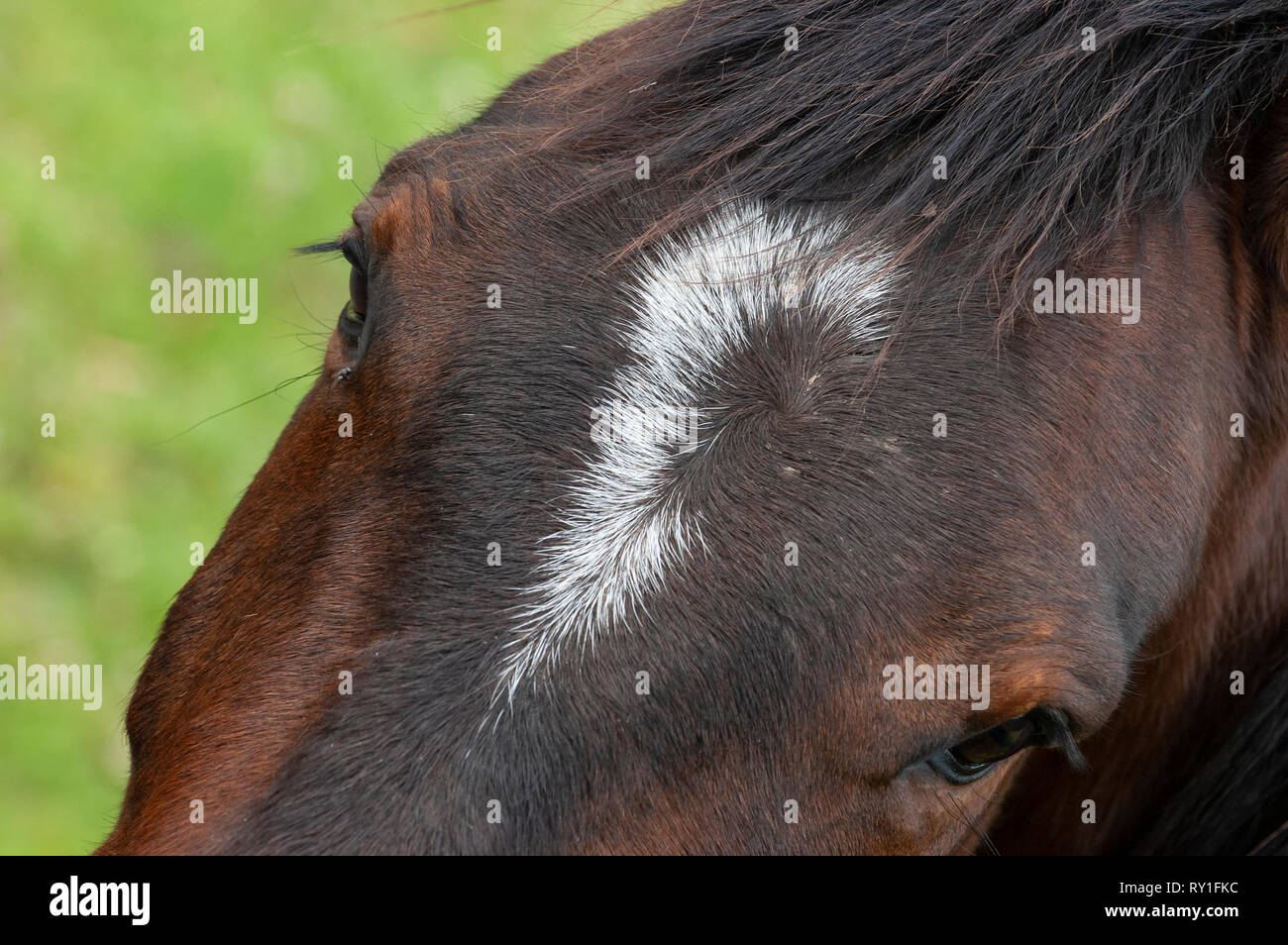 Dark brown horse face Stock Photo - Alamy