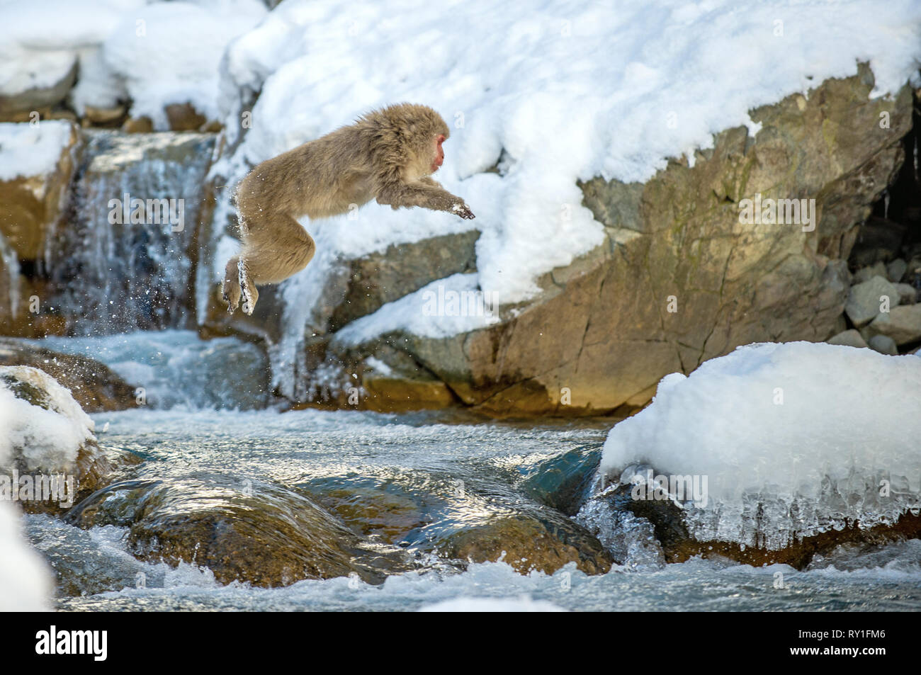 Japanese macaque jumping. The Japanese macaque, Scientific name: Macaca ...