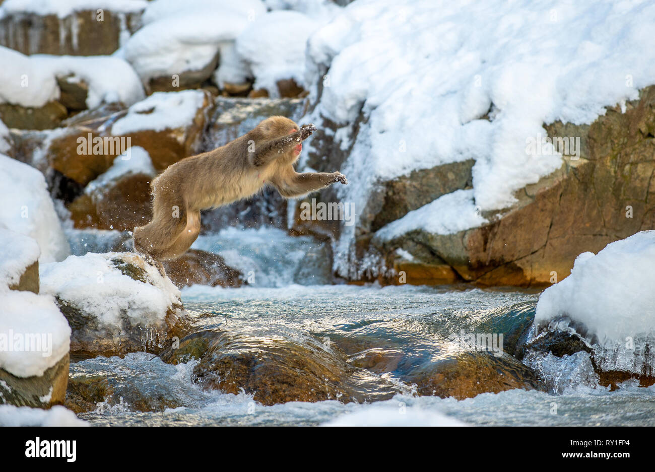 Japanese macaque jumping. The Japanese macaque, Scientific name: Macaca ...