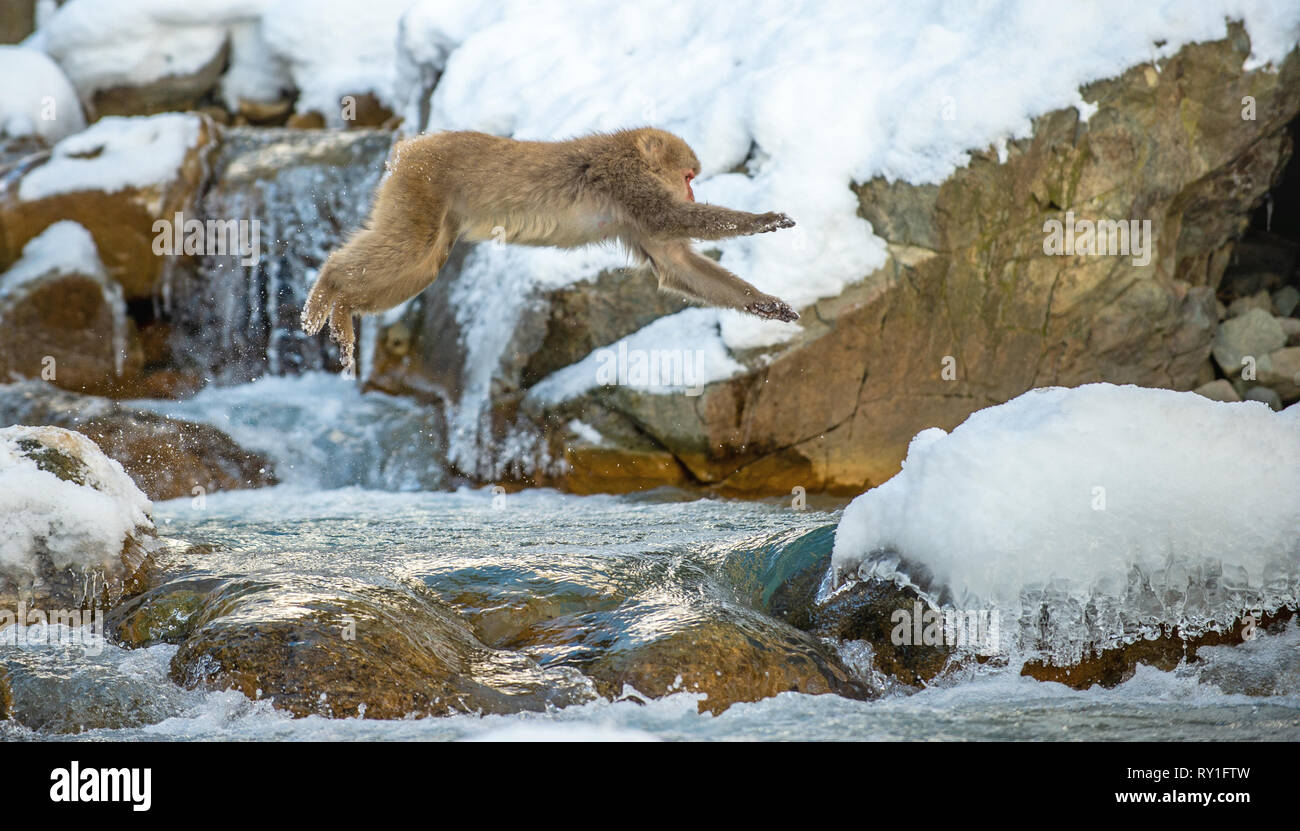 Japanese macaque jumping. The Japanese macaque, Scientific name: Macaca ...