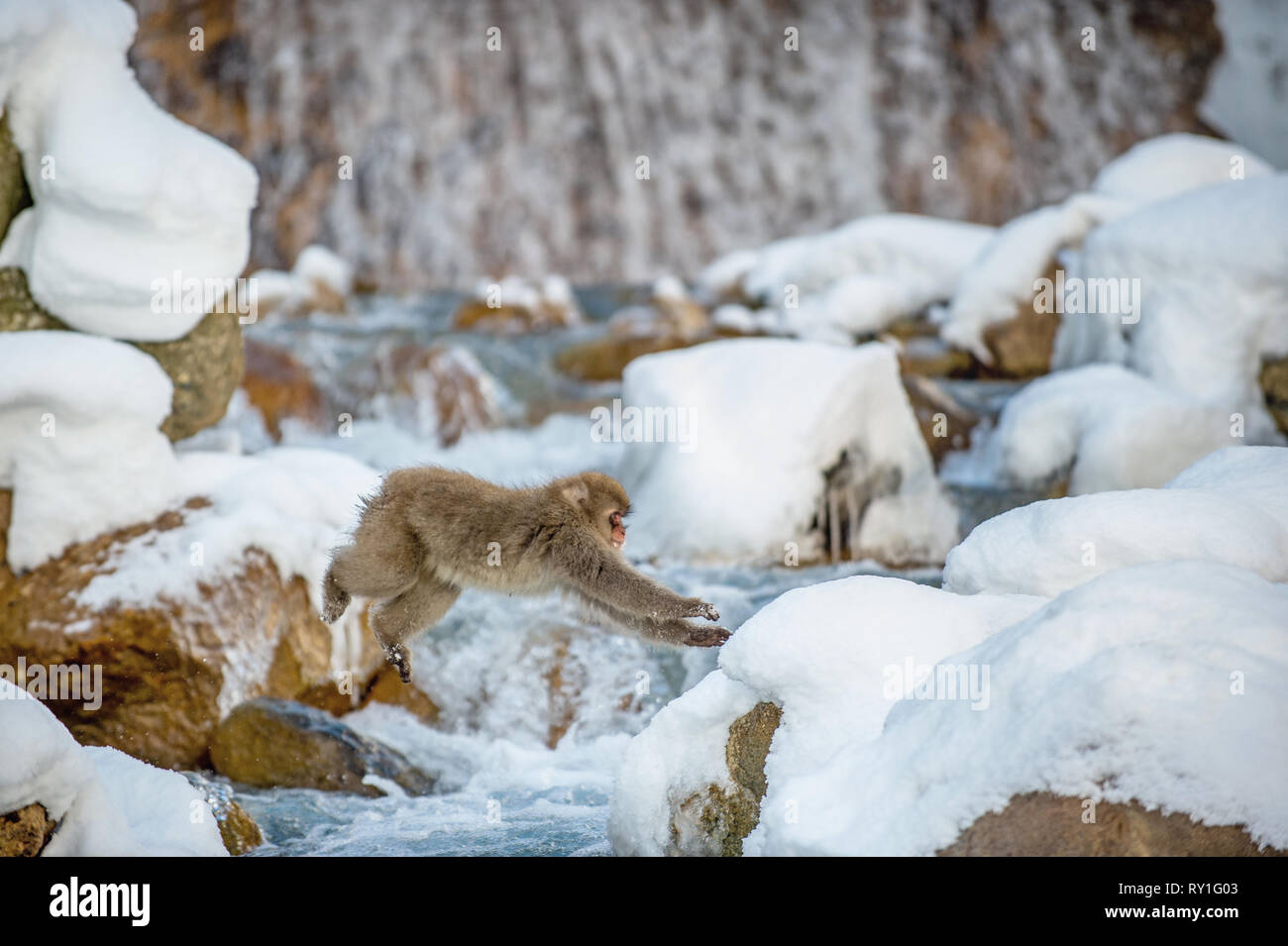 Japanese macaque jumping. The Japanese macaque, Scientific name: Macaca ...