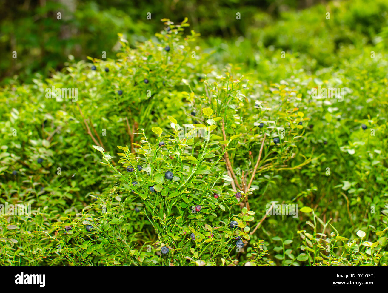 Bushes of wild blueberries in a forest in summertime Stock Photo - Alamy