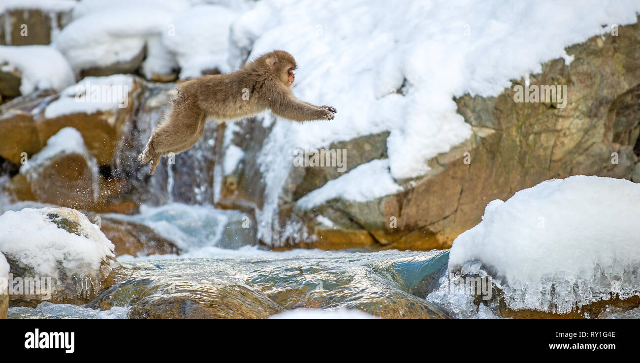 Japanese macaque jumping. The Japanese macaque, Scientific name: Macaca ...