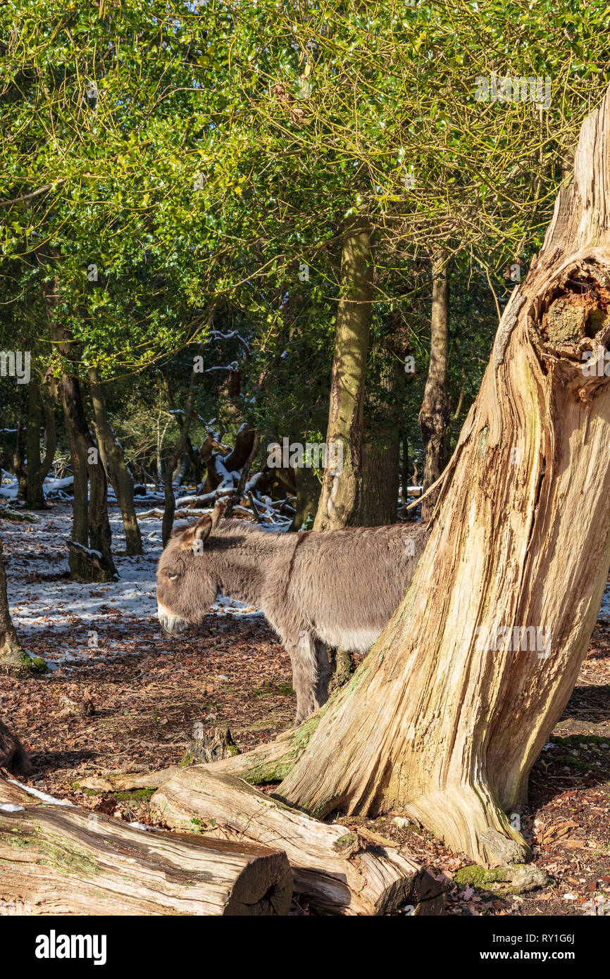 Dead donkey hi-res stock photography and images - Alamy