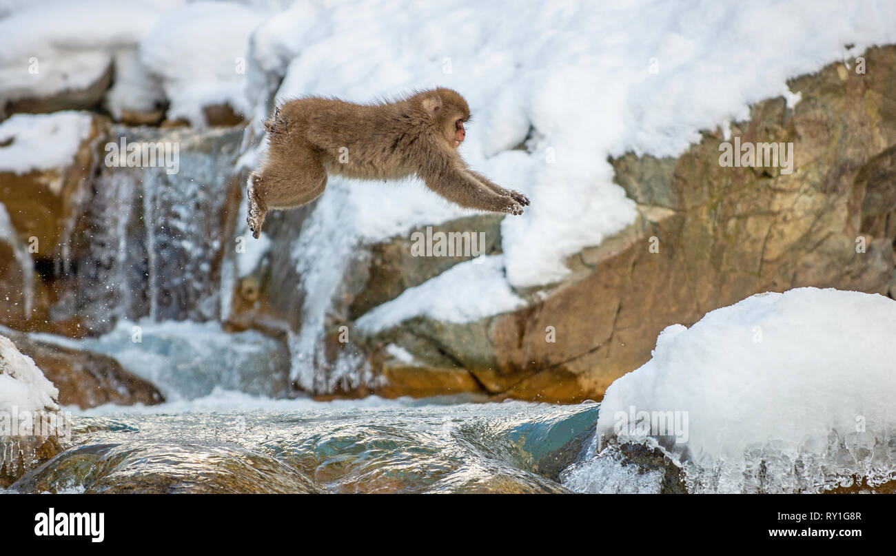 Japanese macaque jumping. The Japanese macaque, Scientific name: Macaca ...