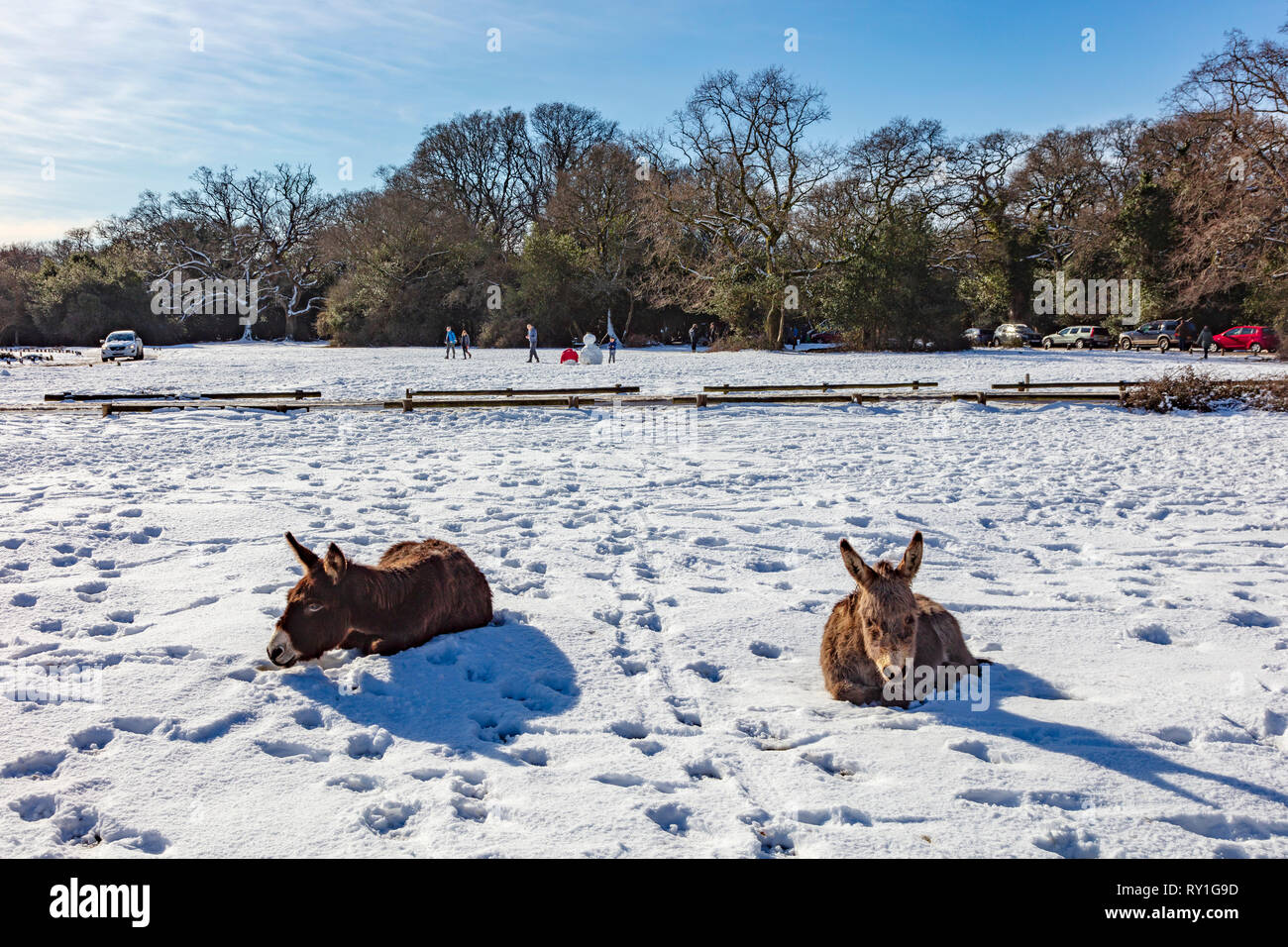Donkeys snow hi-res stock photography and images - Alamy