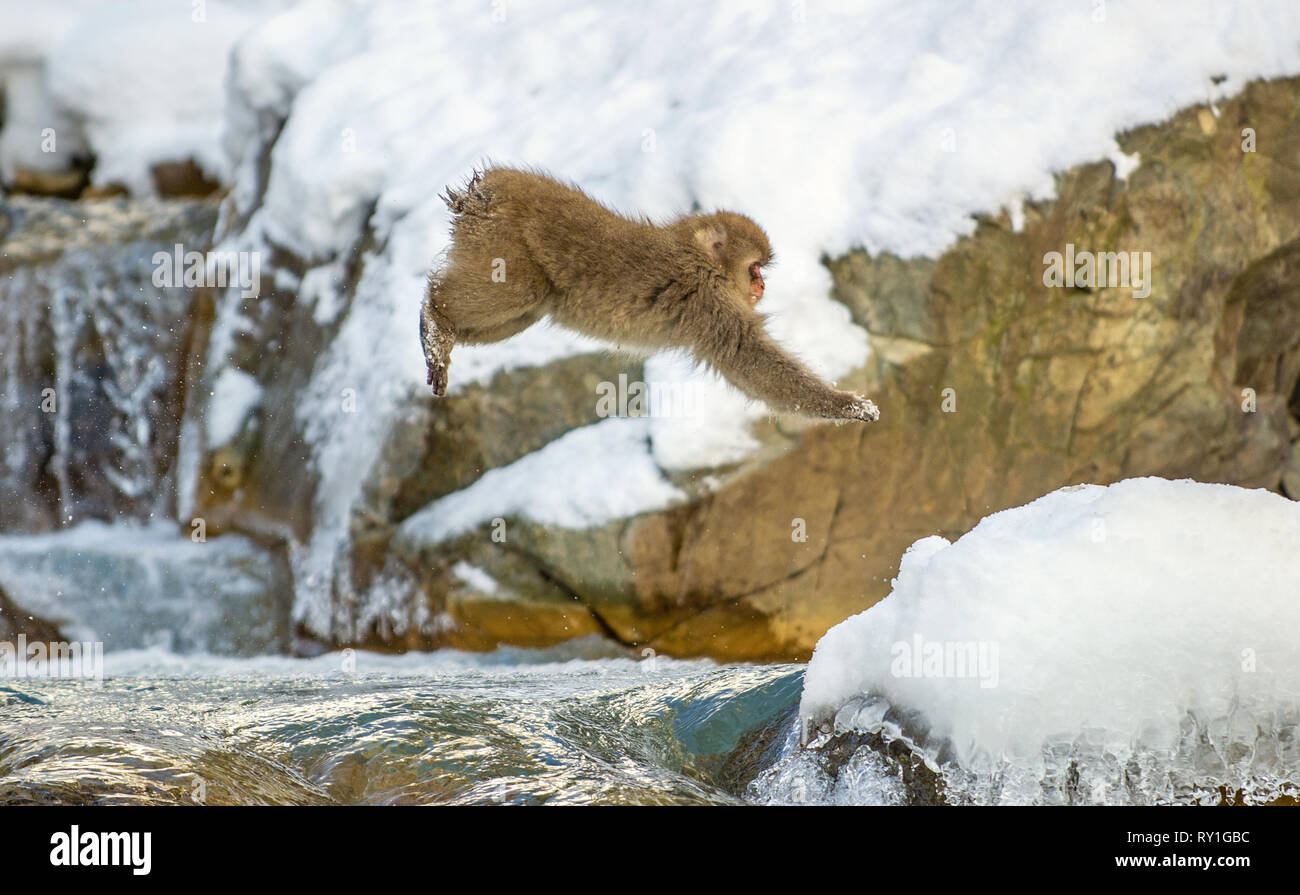 Japanese macaque jumping. The Japanese macaque, Scientific name: Macaca ...