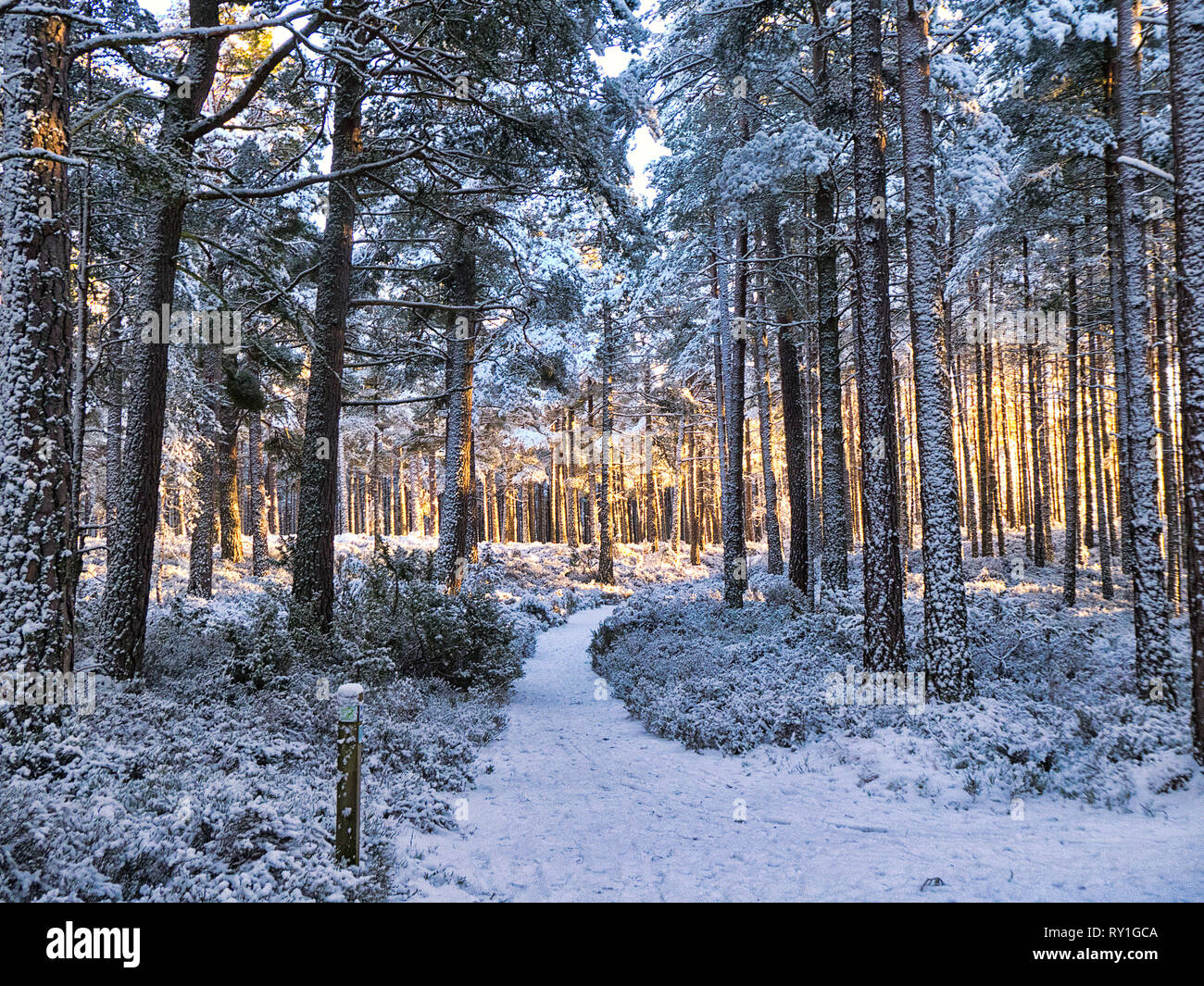 Pine trees winter path hi-res stock photography and images - Alamy
