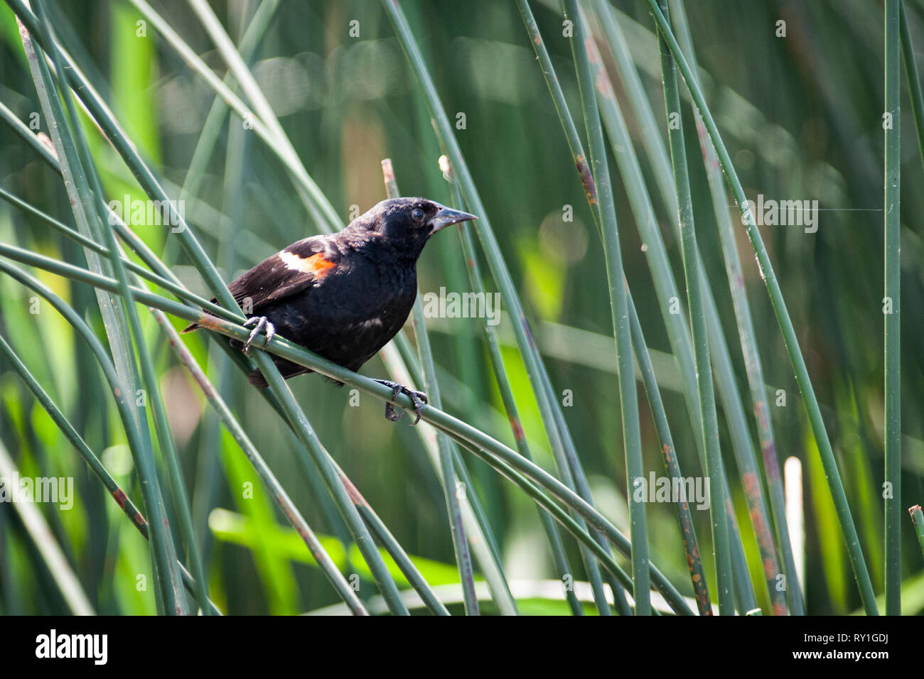 Bird songbird blackbird hi-res stock photography and images - Alamy