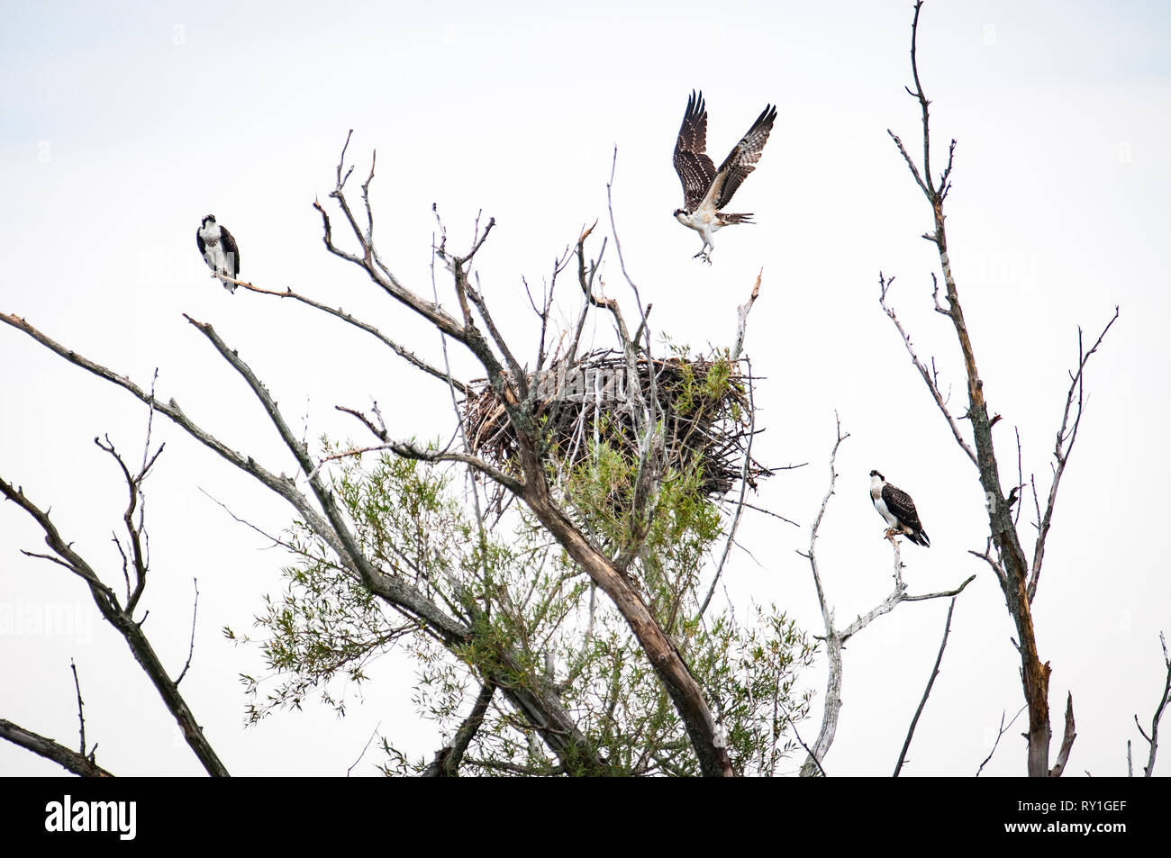 Ospreys perched near their nest on a dead tree Stock Photo - Alamy