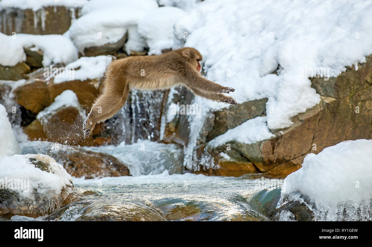 Japanese macaque jumping. The Japanese macaque, Scientific name: Macaca ...
