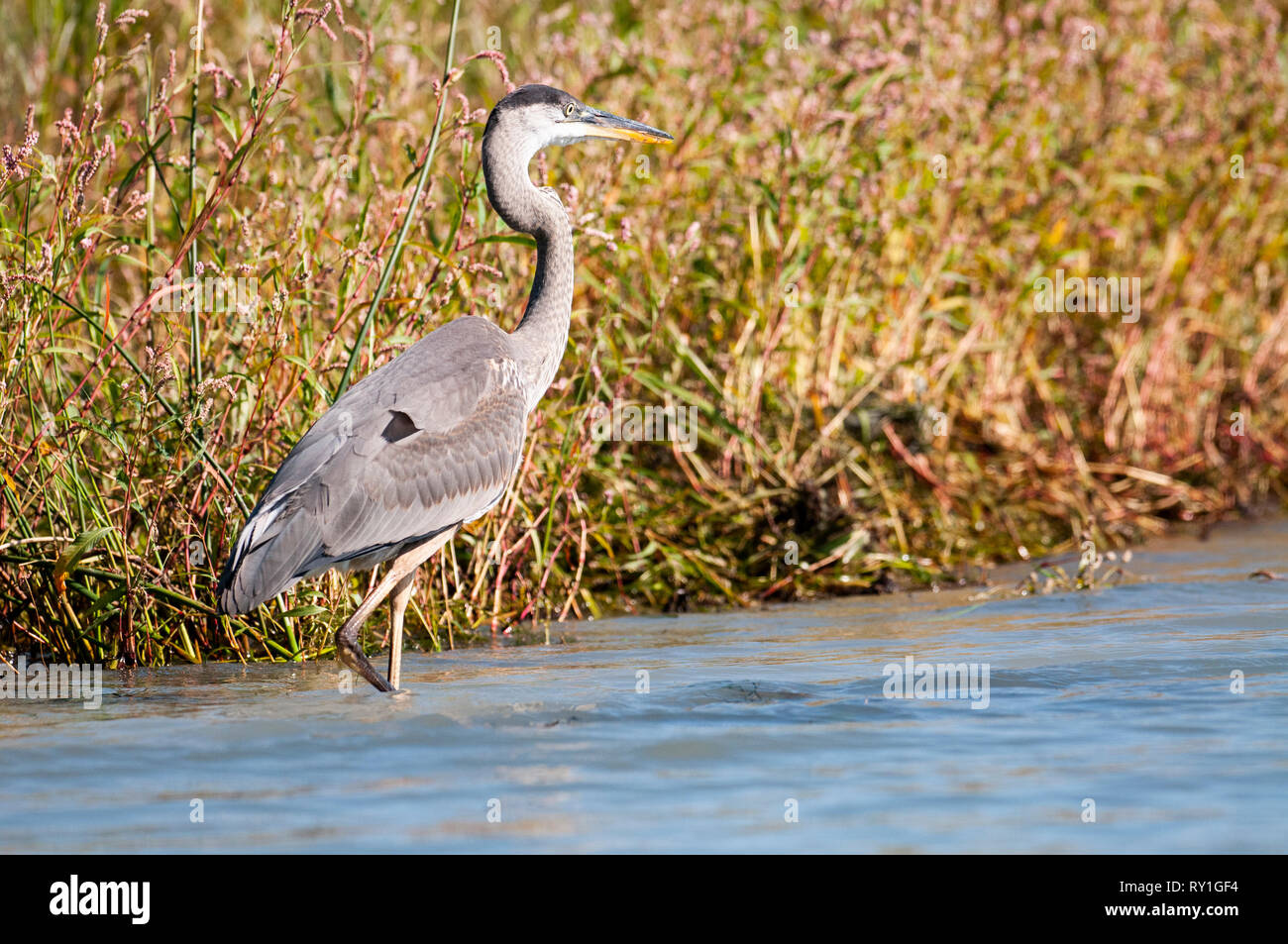 Great blue heron hunting for fishes Stock Photo - Alamy