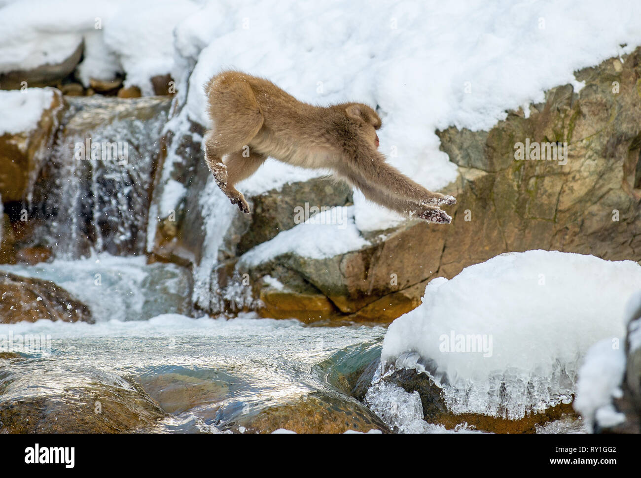 Japanese macaque jumping. The Japanese macaque, Scientific name: Macaca ...