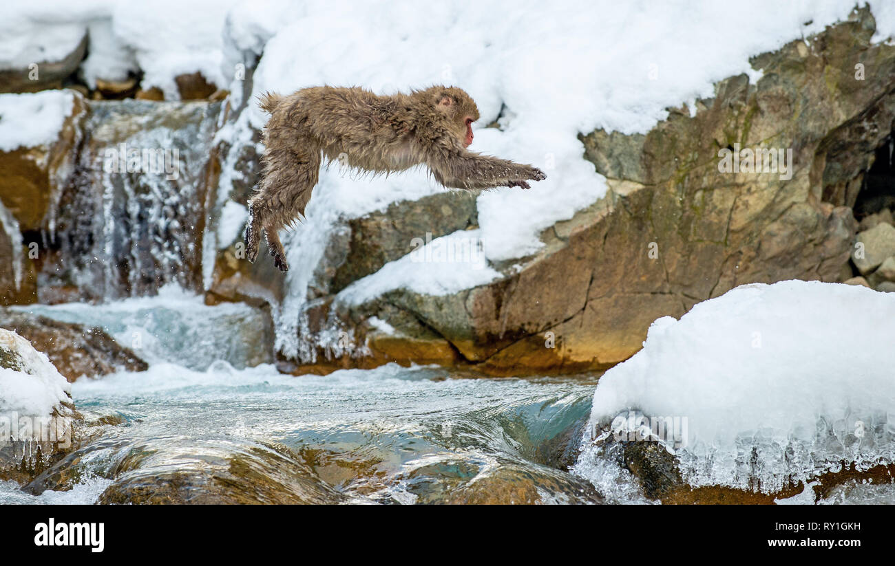 Japanese macaque jumping. The Japanese macaque, Scientific name: Macaca ...