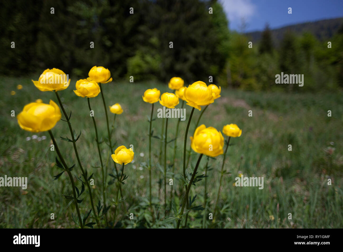 European troll flower hi-res stock photography and images - Alamy