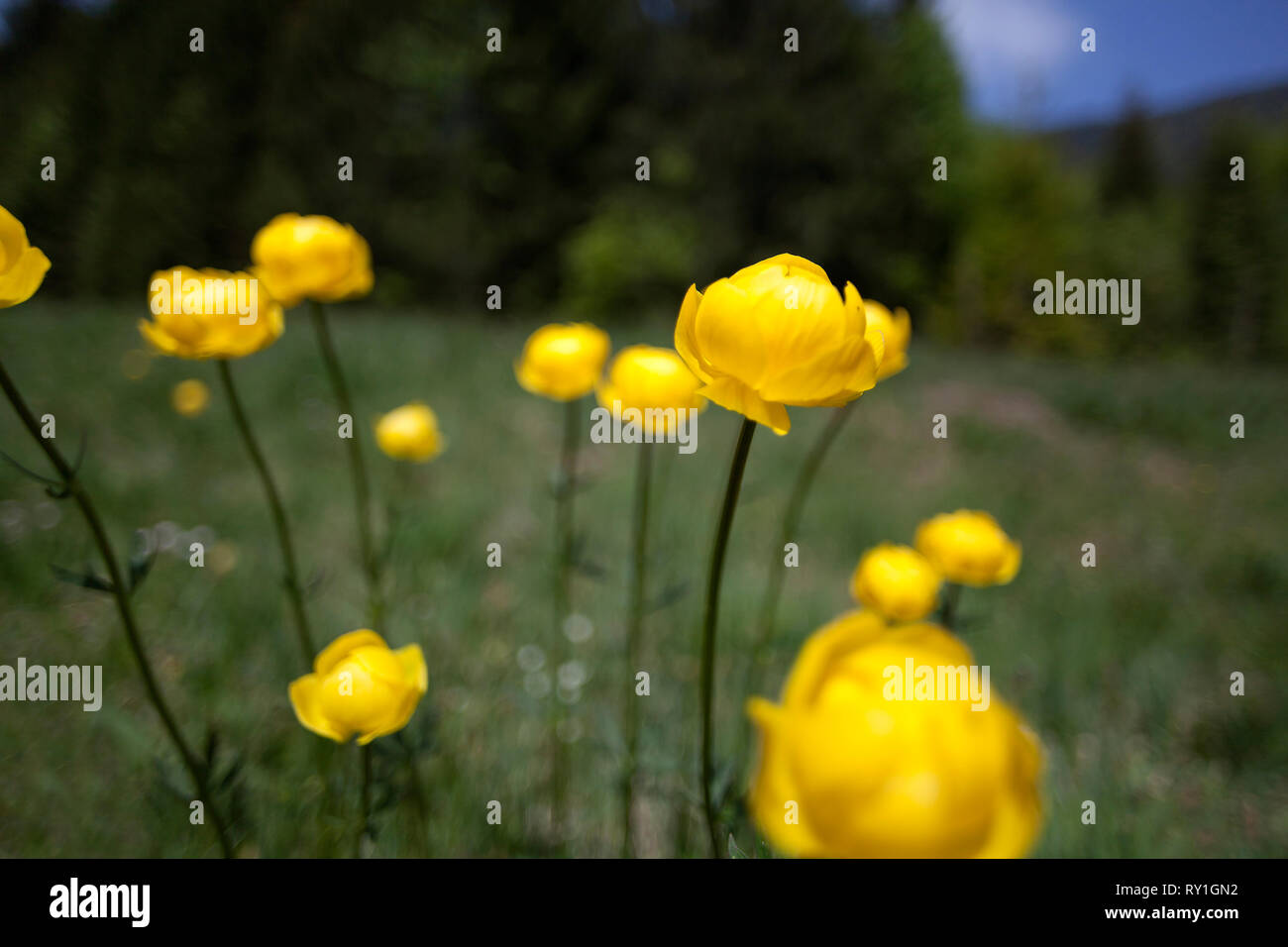 Troll flowers hi-res stock photography and images - Alamy
