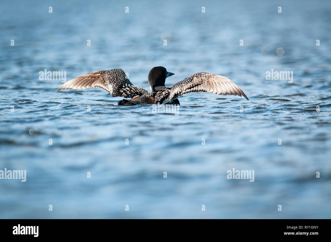 Common Loon stretching its wings at the surface of a lake Stock Photo ...