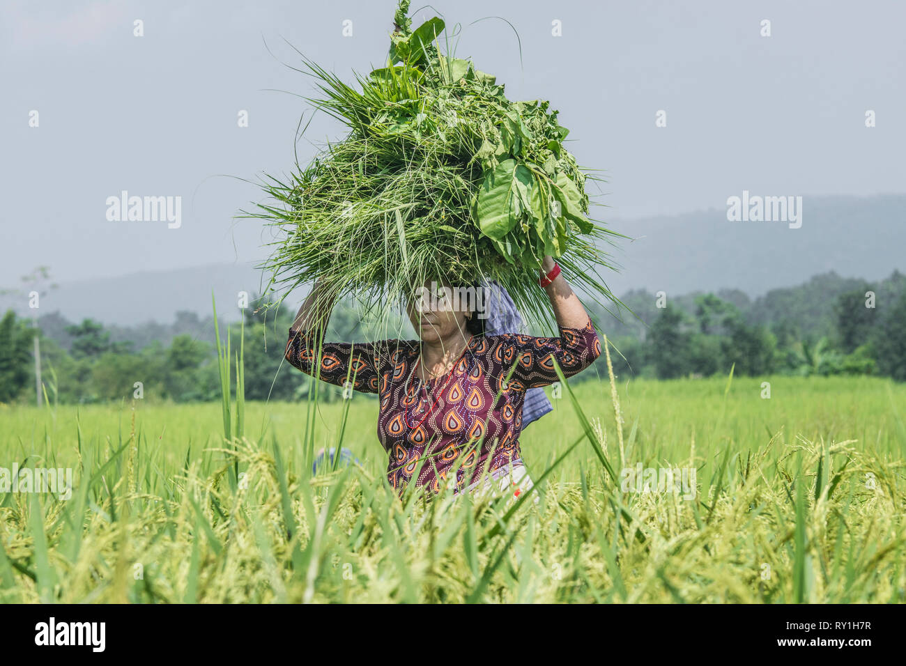 Woman carrying crops on head hi-res stock photography and images - Alamy