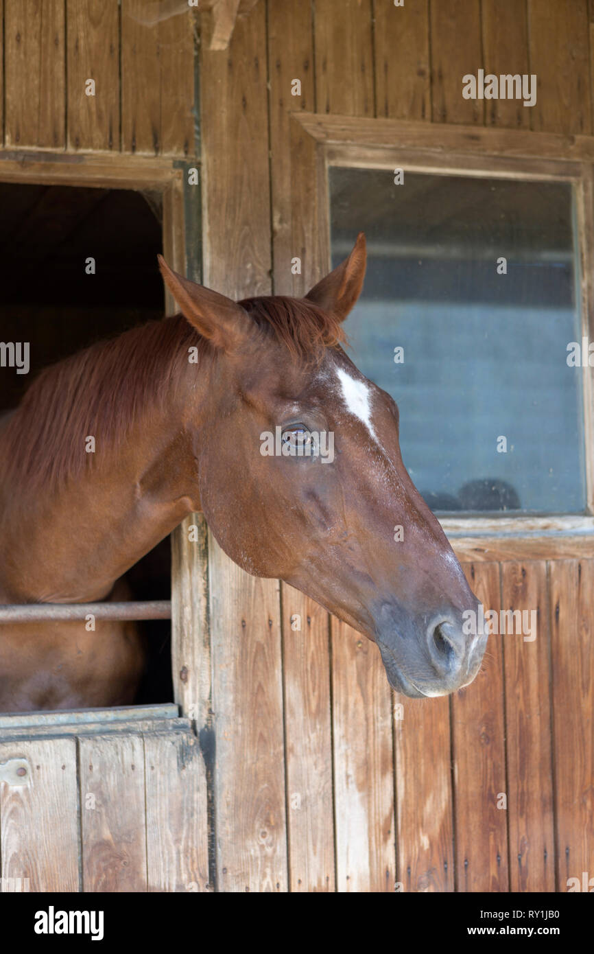 Racing stable hi-res stock photography and images - Alamy