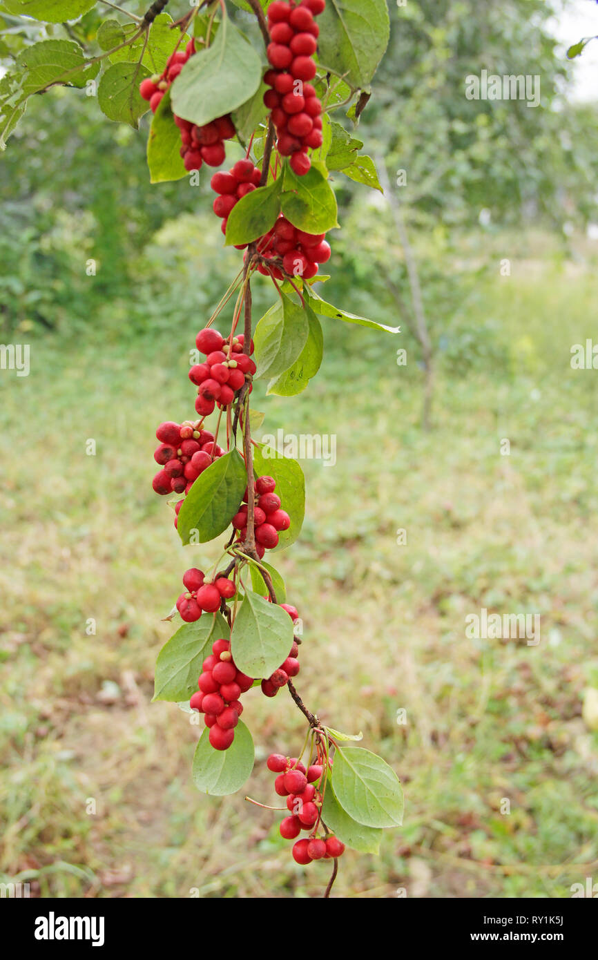 Branches of red schisandra. Ripe schizandra. Crop of useful plant. Red ...