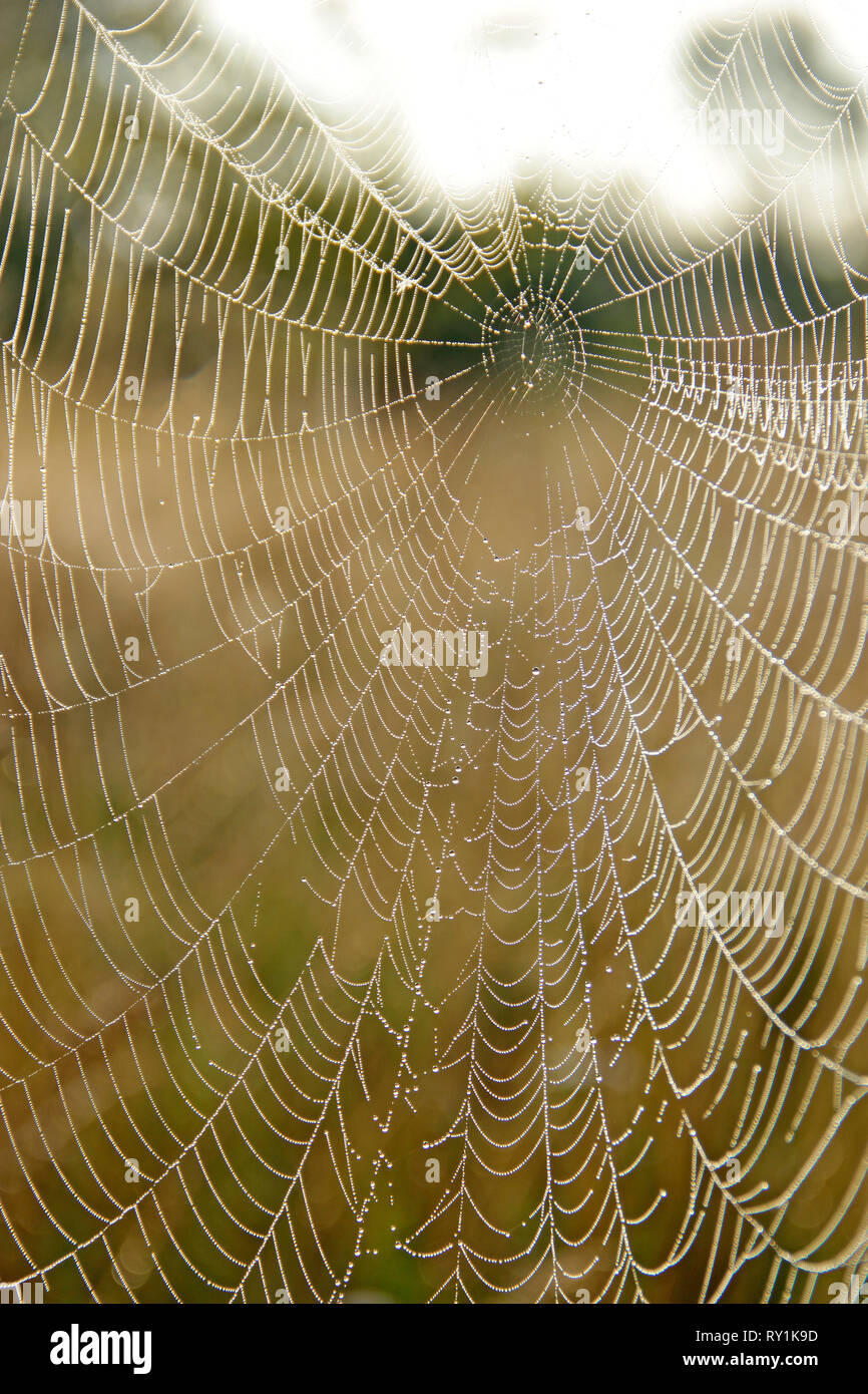 Spider's web with drops of dew at dawn. Wet grass before sun raise ...