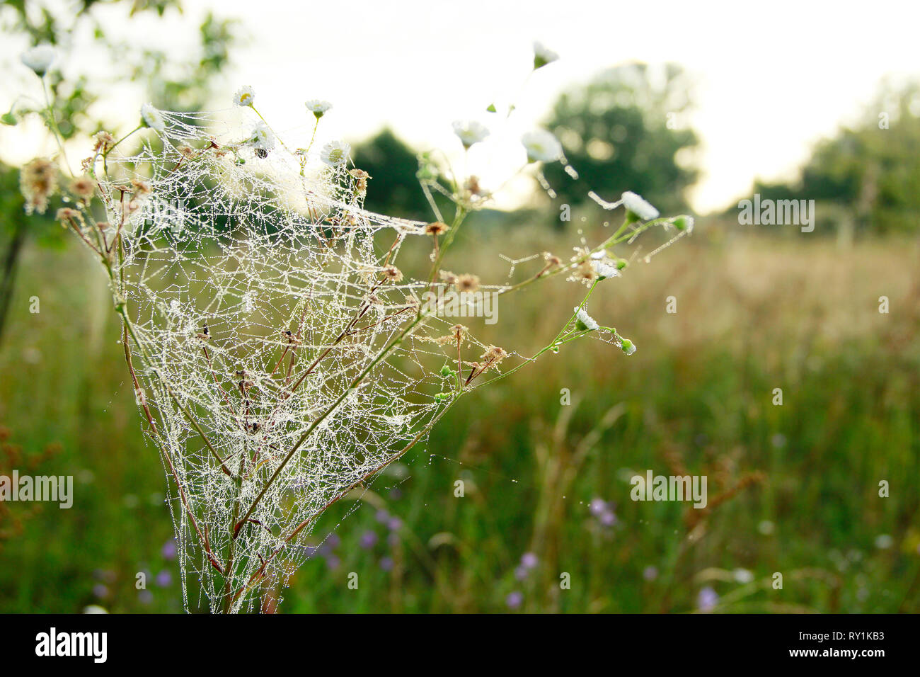 Plant is wrapped in wet web at dawn. Dew on cobweb. Summer flowers in ...