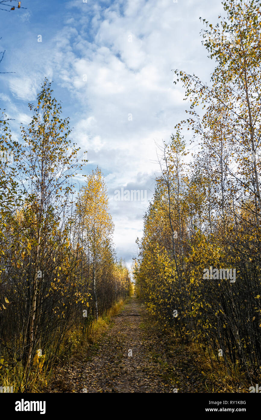 Beautiful autumn leaves trees with fine art look. colorful soft autumn ...