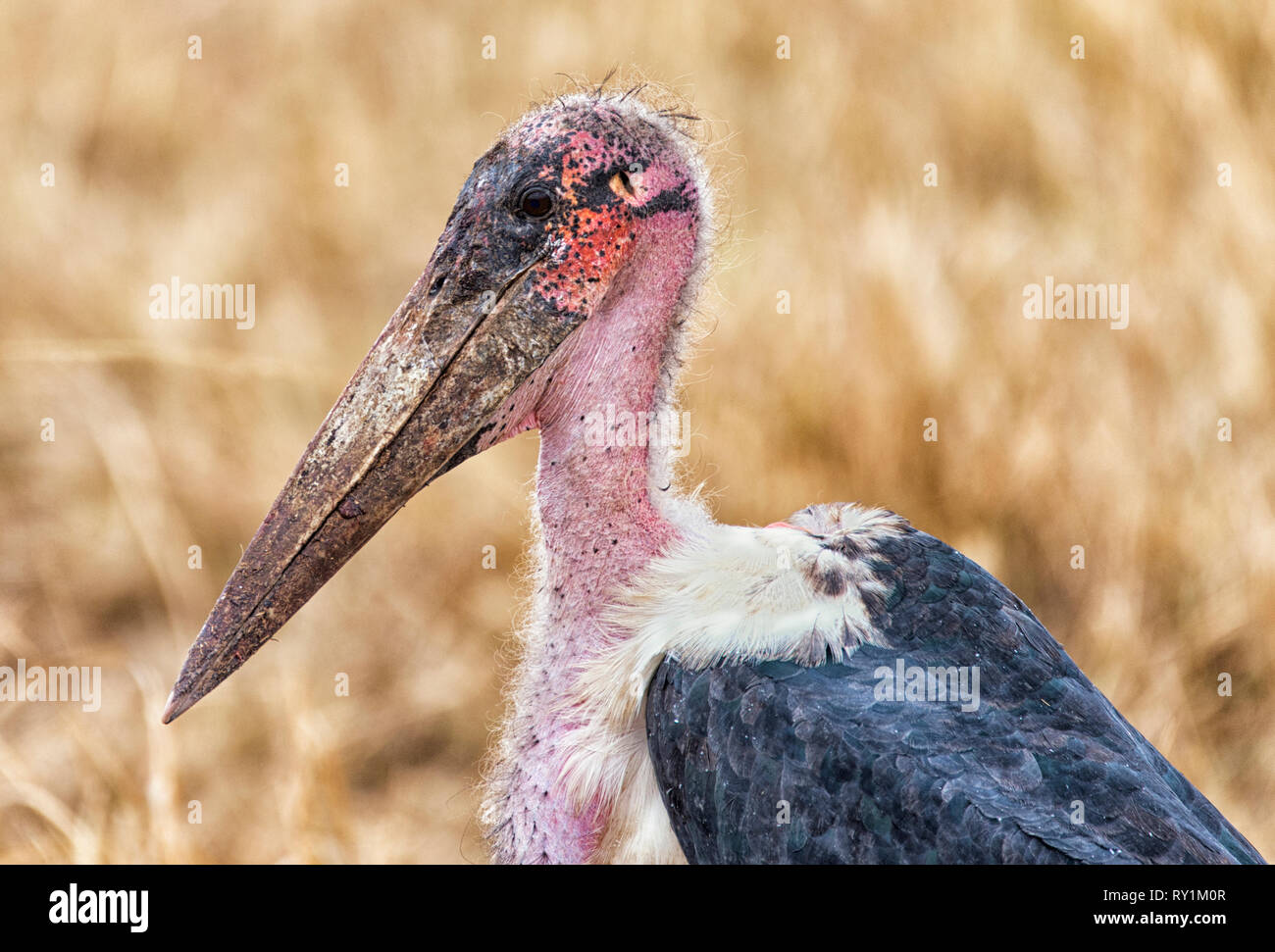 Side view of stork on field Stock Photo - Alamy