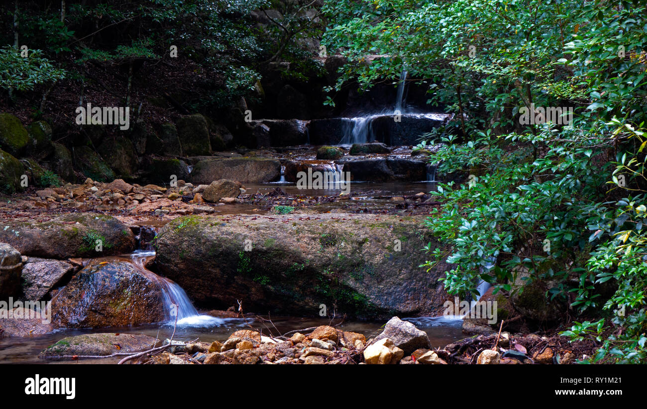 A forest river flows through a lust Japanese forest. The water flows ...