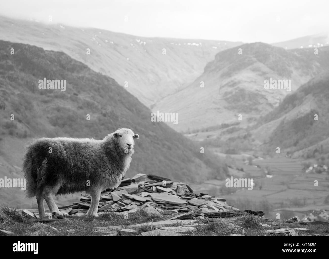 Sheepish look hi-res stock photography and images - Alamy