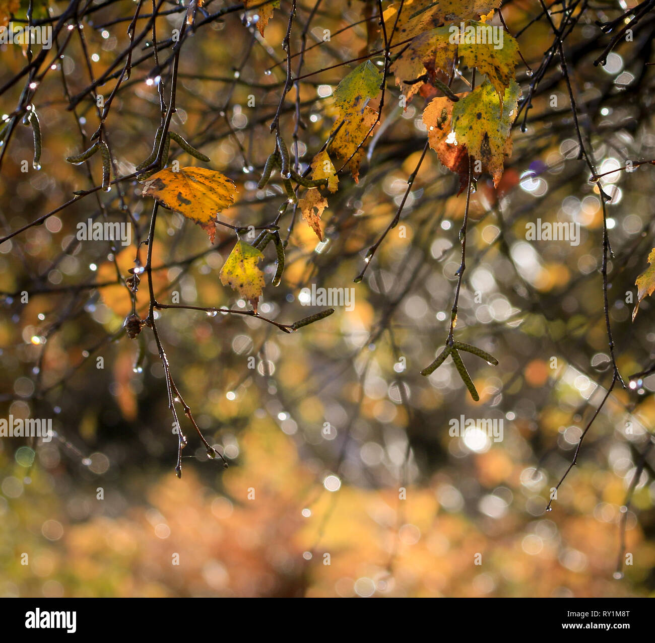 Autumn showers hi-res stock photography and images - Alamy
