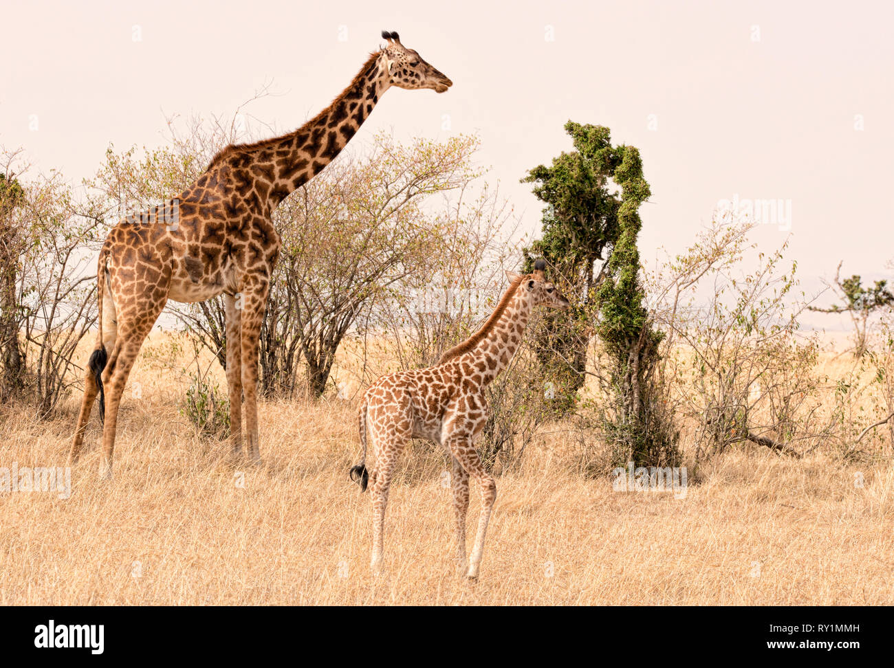 Side view of giraffe with calf standing by plants on field Stock Photo ...