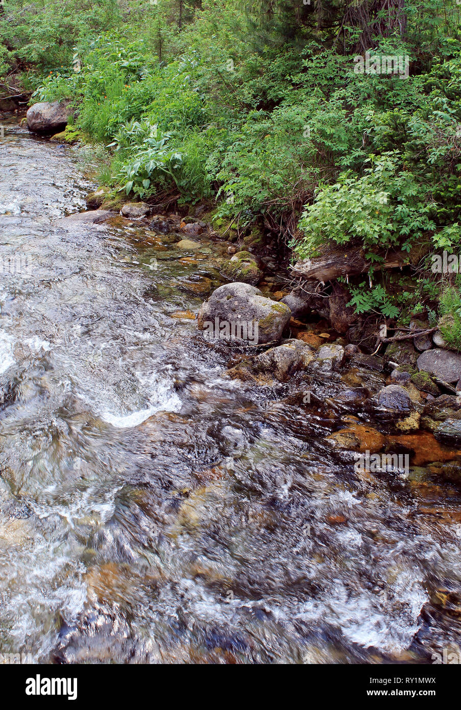 The mountain stone river in the forest. Mountain river in a sunny ...