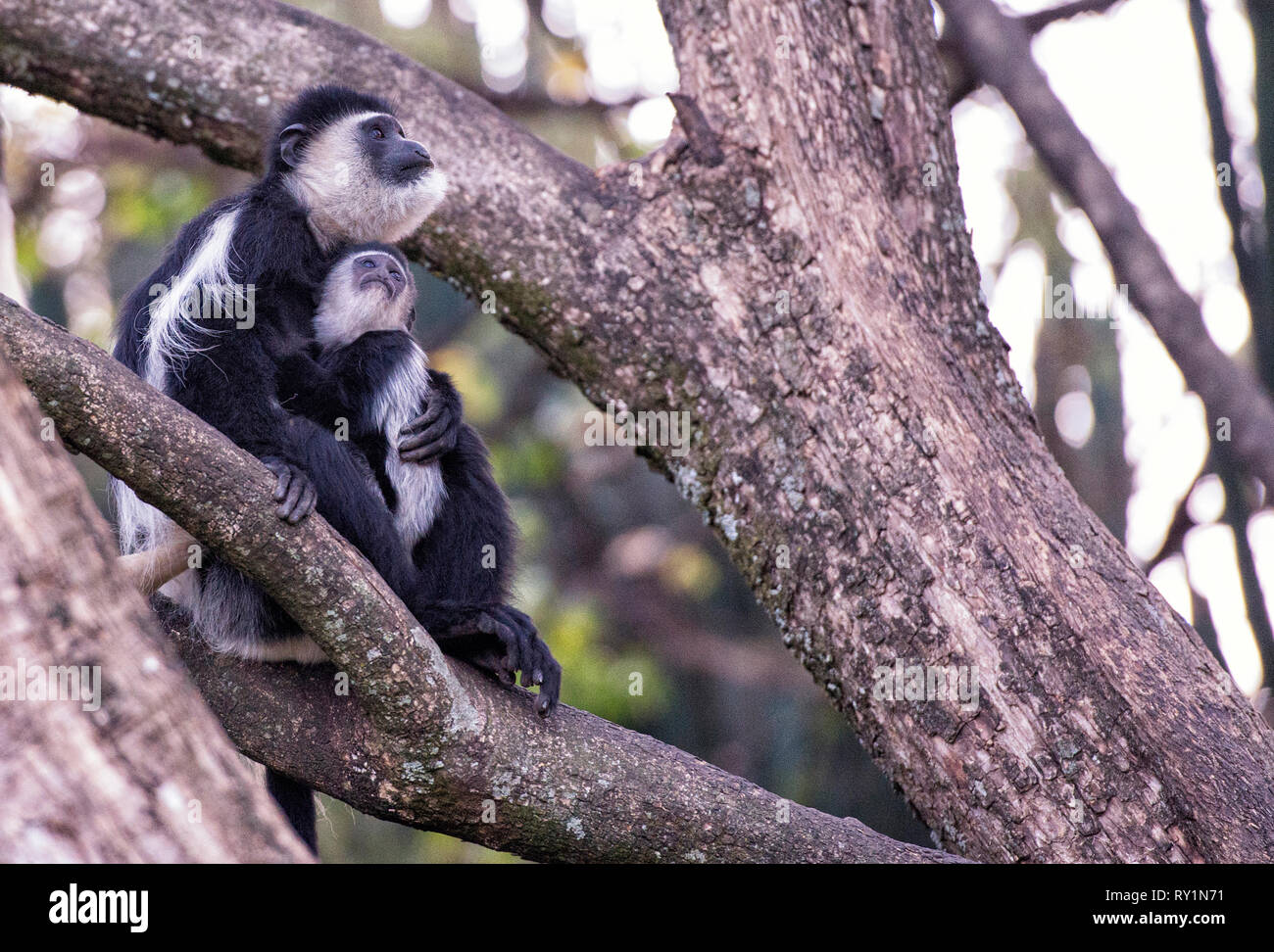 Sitting black family hi-res stock photography and images - Alamy