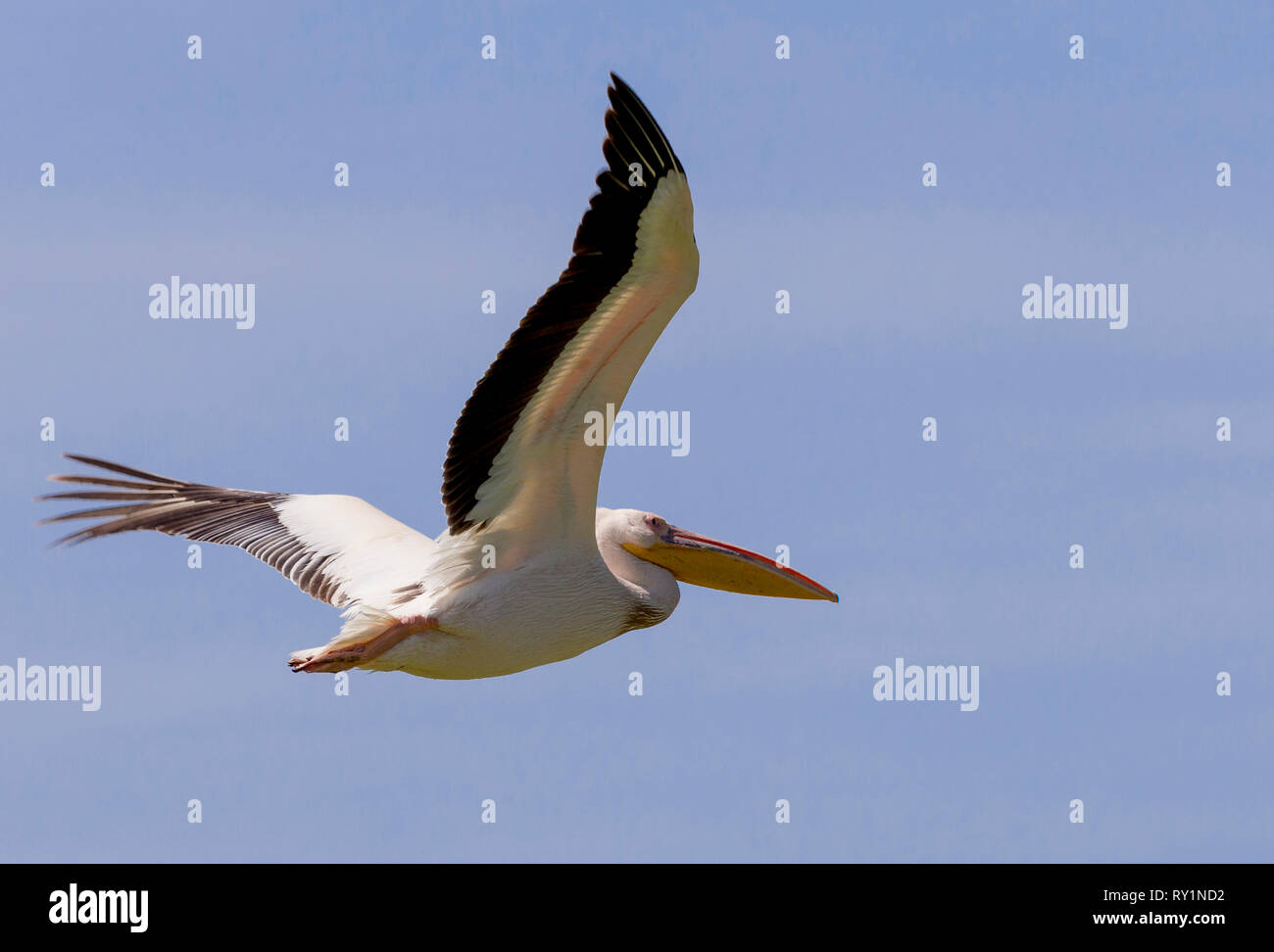 Low angle view of pelican flying against sky Stock Photo - Alamy