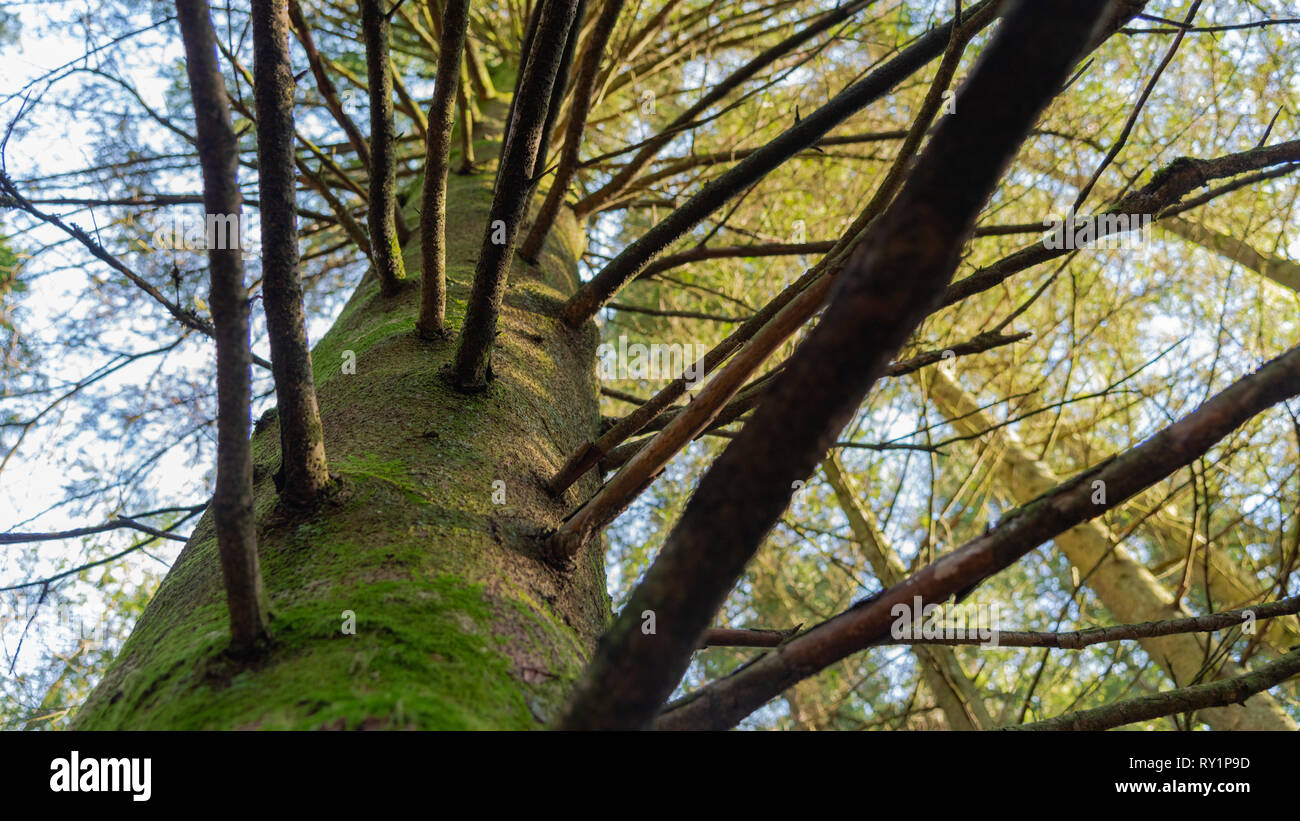 View of tree trunk from down Stock Photo - Alamy