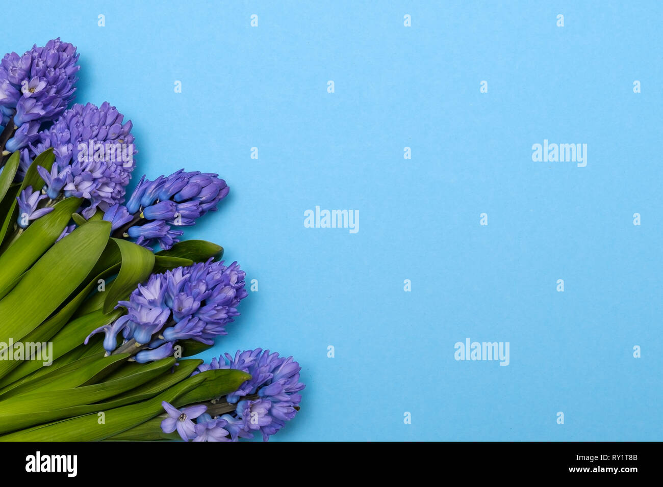 Blue hyacinth flowers as present card on a colored background with ...