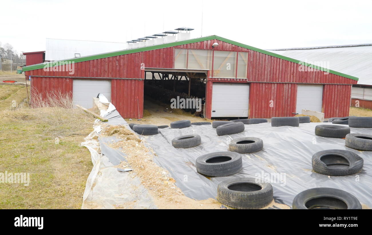 The cows inside the farm cow house outside the cow house are black junk ...