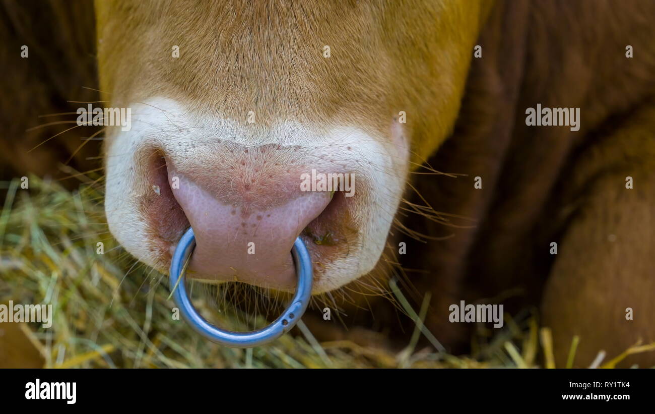 Big nose ring hi-res stock photography and images - Alamy
