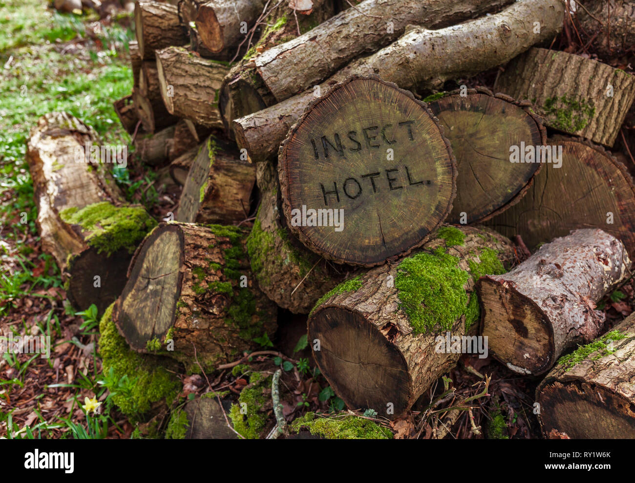 Log pile uk insect hi-res stock photography and images - Alamy