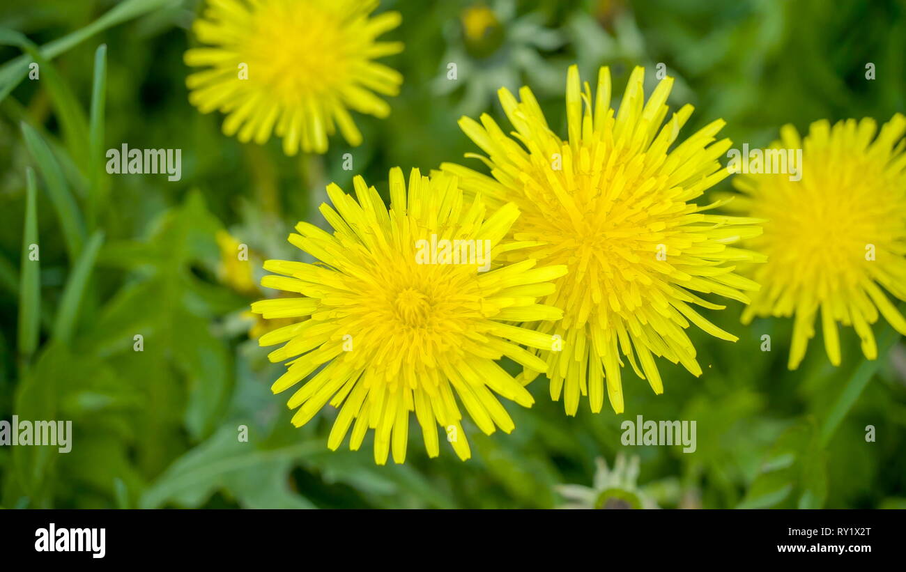 Closer look of the beautiful yellow dandelion the pretty yellow petals ...