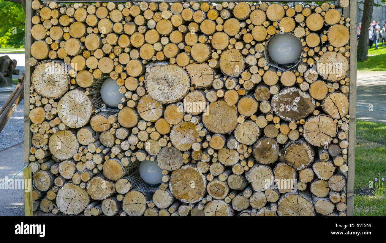 The end of the logs after cutting the trees there are small and big ...