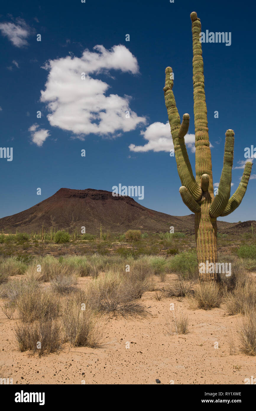 Sonoyta sonora mexico hi-res stock photography and images - Alamy