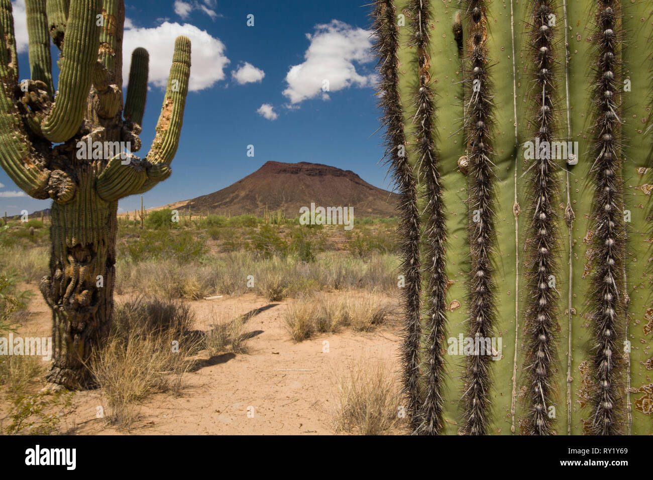 Sonoyta sonora mexico hi-res stock photography and images - Alamy